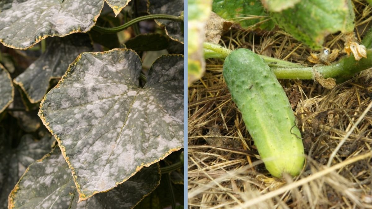 How to Spot and Treat Powdery Mildew on Cucumbers - Mahesh Lunch Home