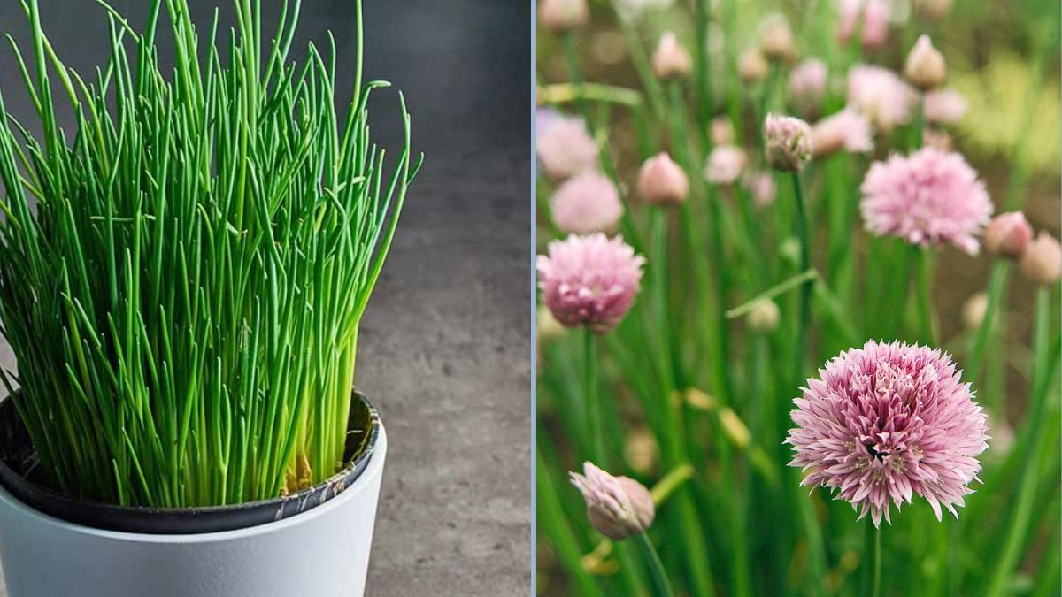 Growing Chives in Small Containers - Mahesh Lunch Home