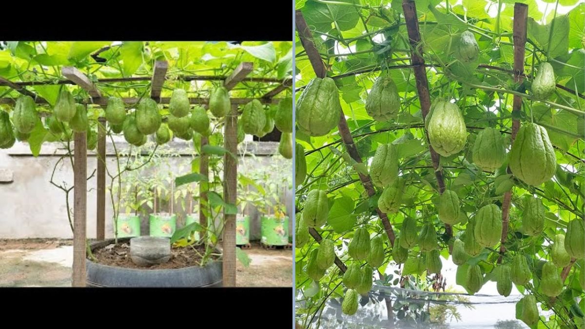 The Secret to Growing Chayote: High-Yield, Low-Cost Tips for Home ...