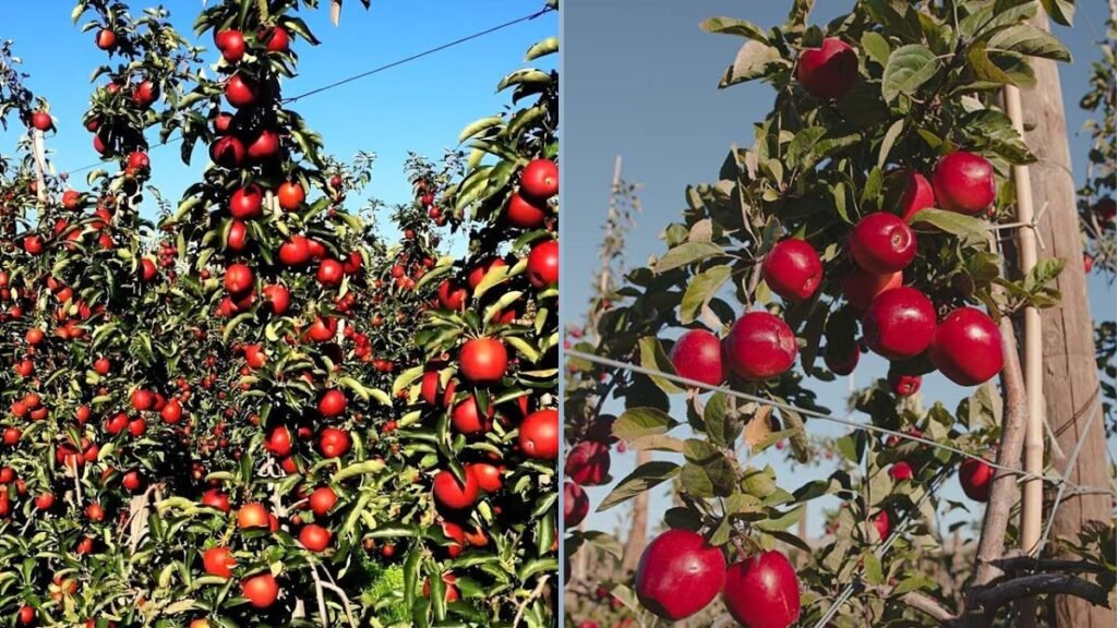 The Complete Guide to Growing and Harvesting Apples in New Zealand ...