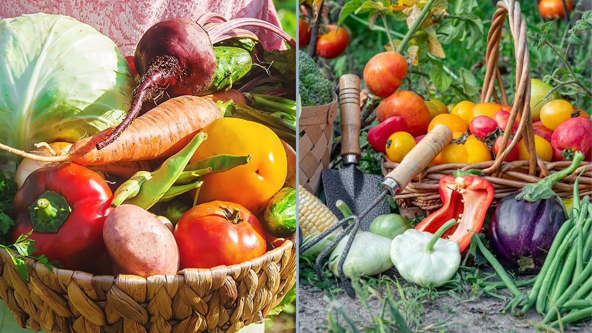 The Joy of Harvesting Garden Vegetables: Tips, Techniques, and Seasonal ...