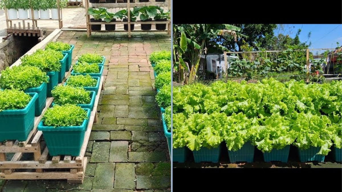 Panduan Lengkap Menanam Selada Green Coral di Pot: Dari Benih Hingga ...