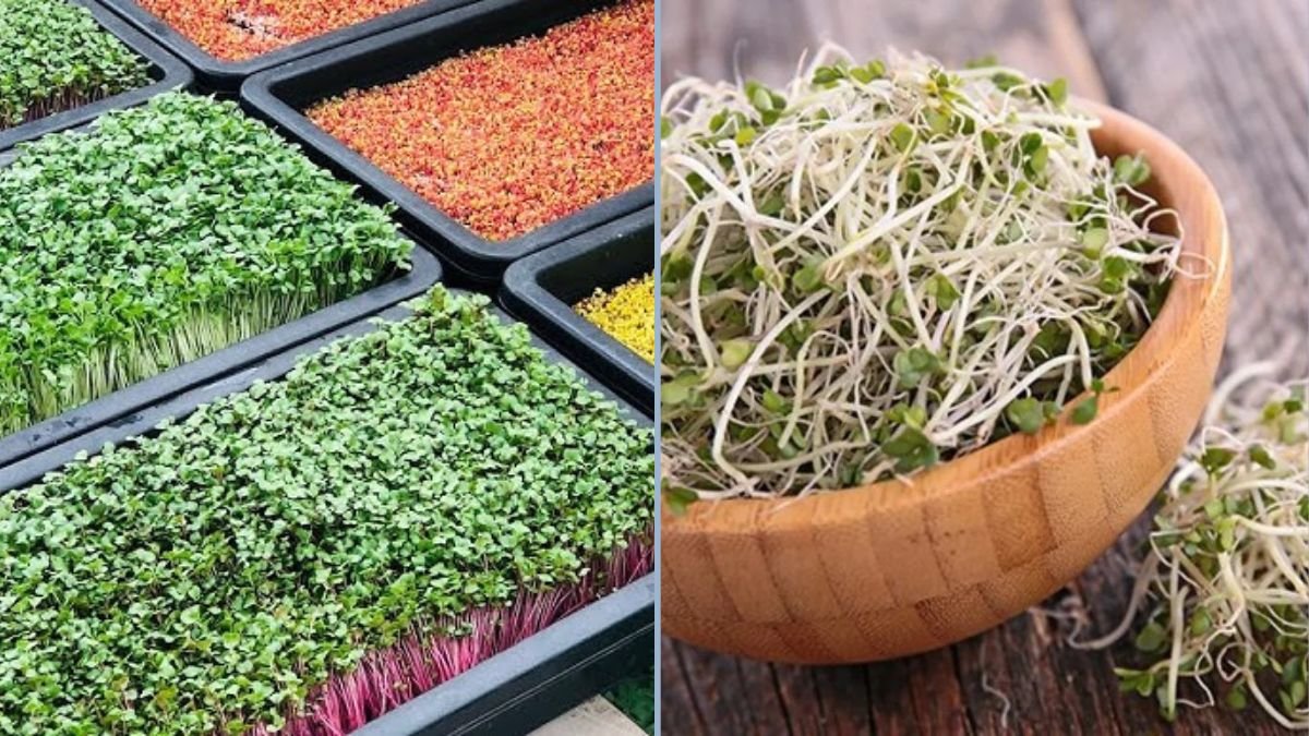 The Most Standard Way to Grow Sprouts at Home: A Step-by-Step Guide for ...