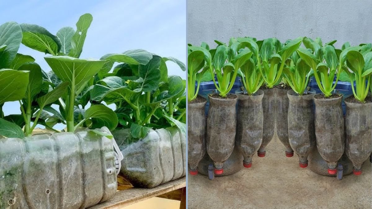 Brilliant Method: Growing Vegetables in Plastic Bottles with Fish Tanks ...
