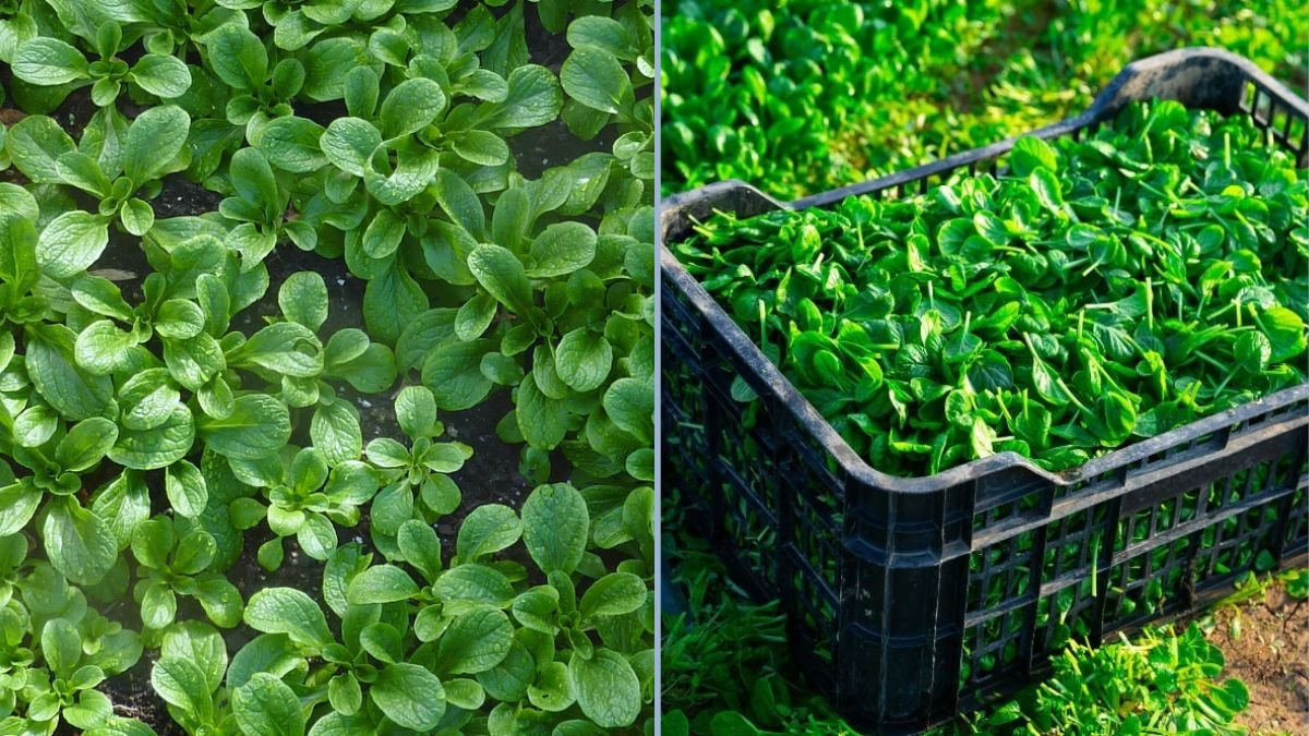 How to Harvest Lamb’s Lettuce (Corn Salad / Mâche) for Fresh ...