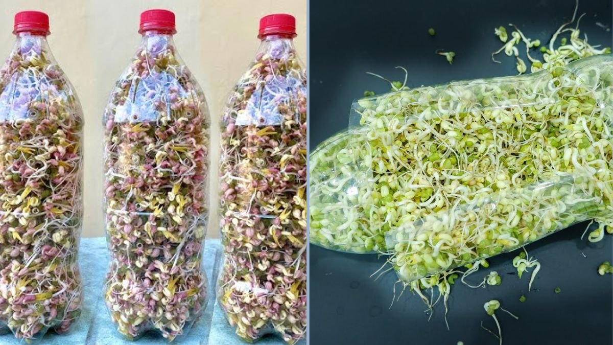 How to Grow Bean Sprouts at Home Using Plastic Bottles: Easy DIY Garden ...