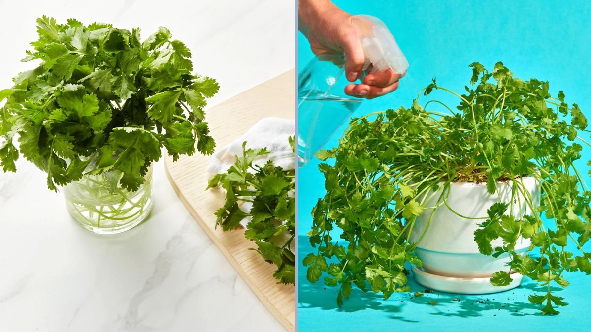 How to Easily Grow Cilantro in a Plastic Bottle: Step-by-Step Guide for ...