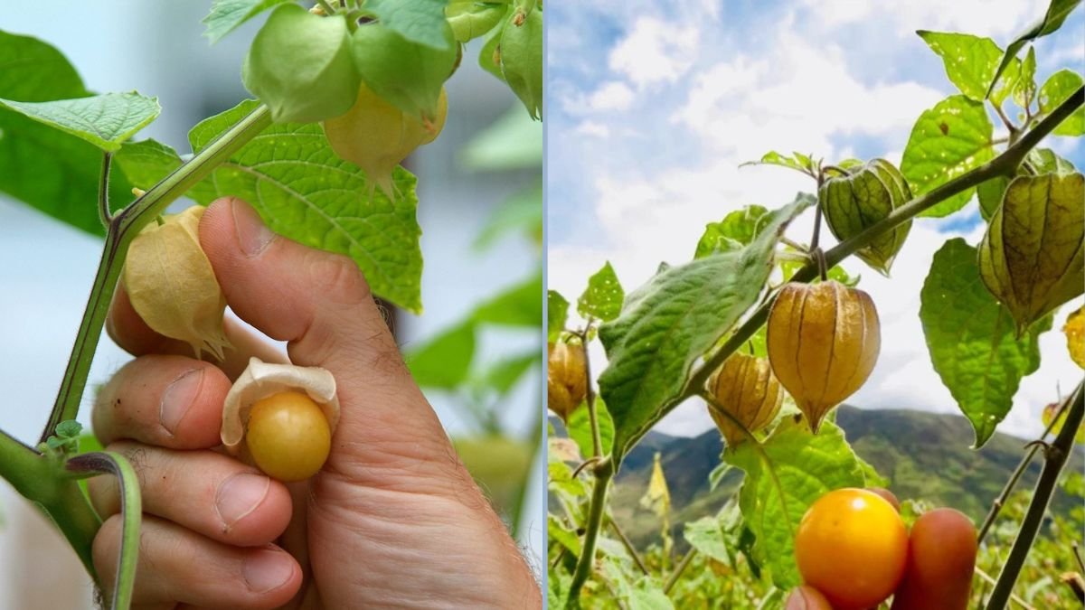 Growing Cape Gooseberry from Seed to Harvest: Step-by-Step Guide in ...