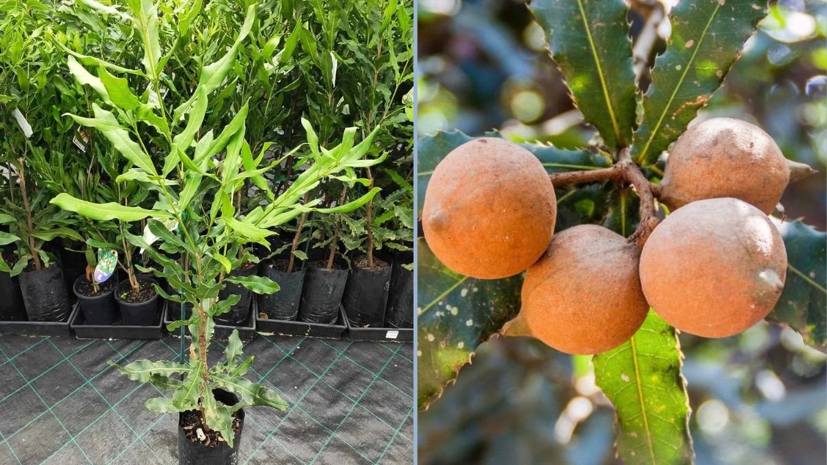 Growing Macadamia Nuts at Home: The Easy Guide to a Nutty Harvest ...