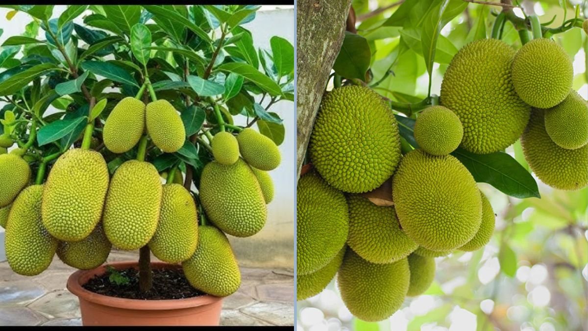 Jackfruit Tree Grafting: How to Grow Jackfruit Trees in Plastic Pots ...