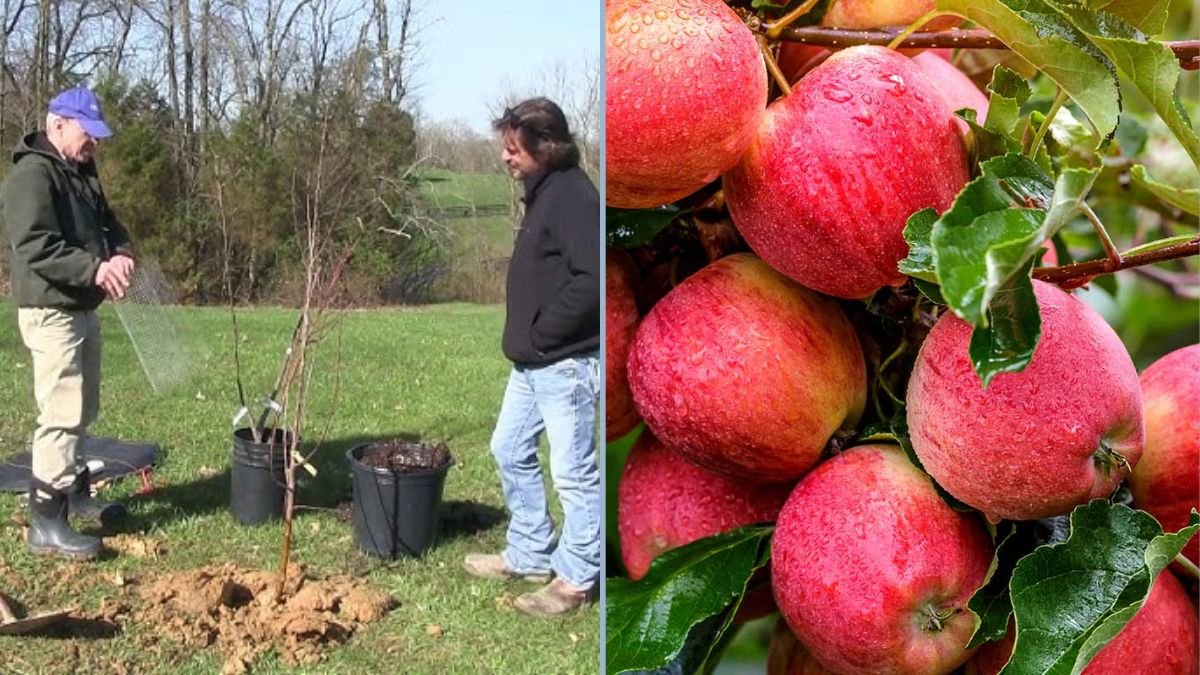 Planting a Young Jonathan Apple Tree: Everything You Need to Know for a ...