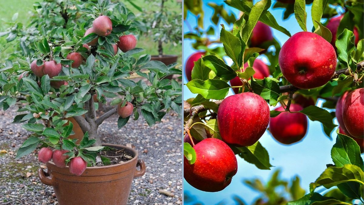 Planting Rome Apples in Your Kitchen Garden: A Step-by-Step Guide ...