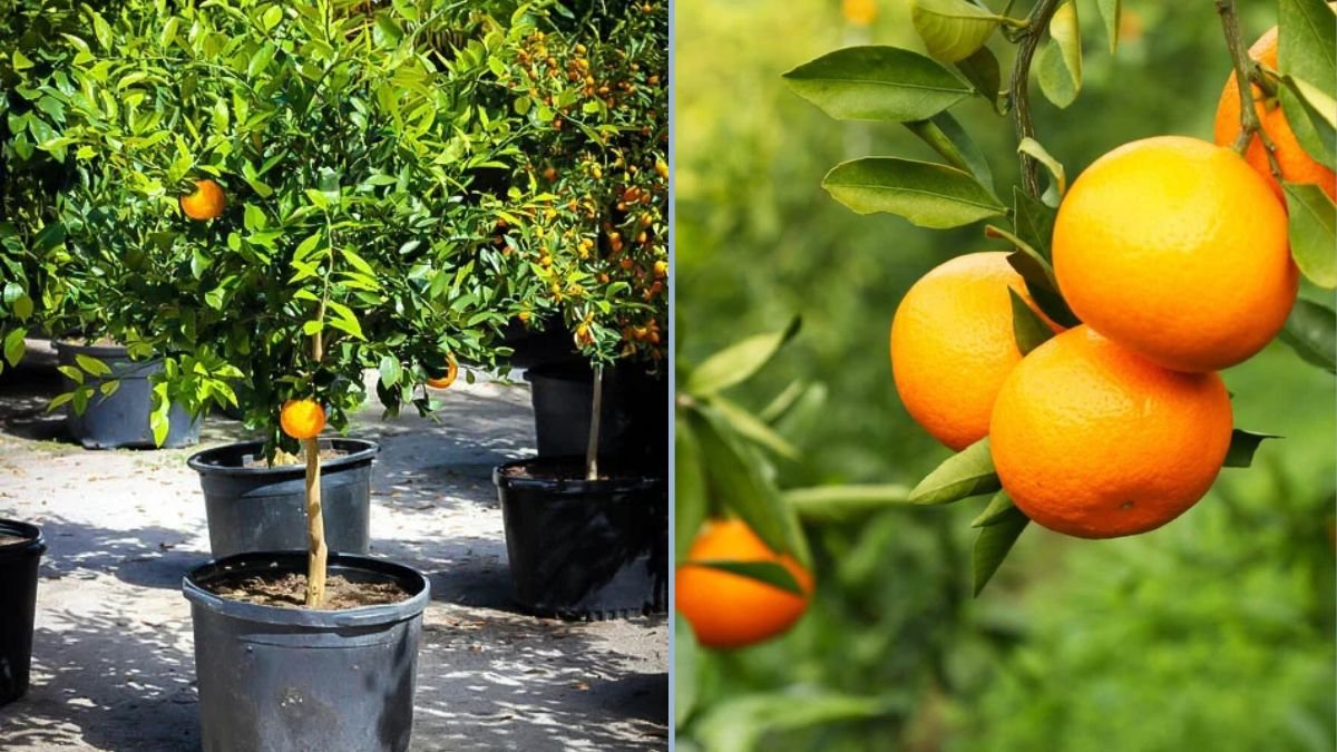 Planting Ponkan and Mikan (Satsuma Mandarin) Trees: Japanese Citrus ...