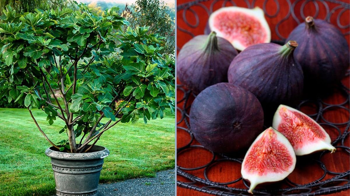 My Black Mission Fig Tree Ripened a Fig: A Complete Guide to Growing ...