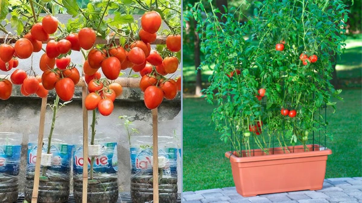 Unconventional Gardening: How to Grow Grapes and Tomatoes Together ...