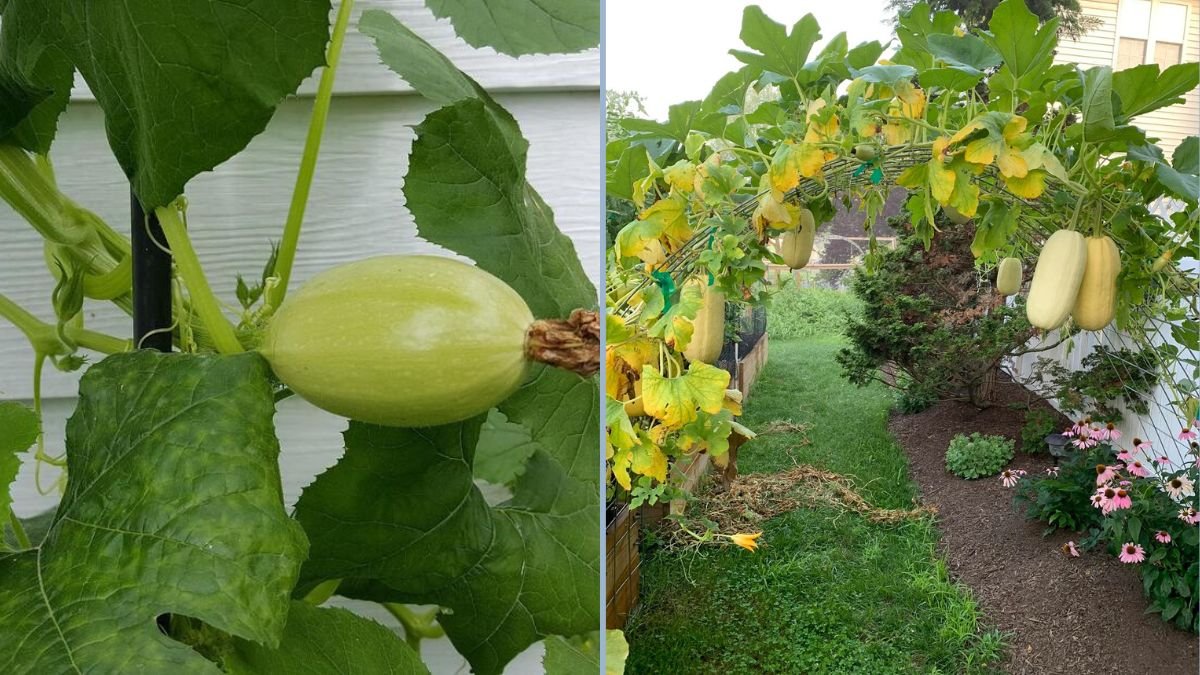 The Easy Way to Grow Spaghetti Squash: A Complete Home Gardener’s Guide ...
