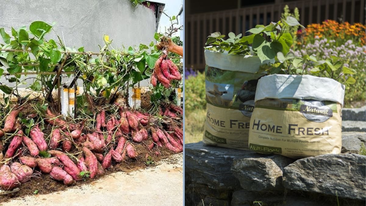 Easy Guide to Growing Sweet Potatoes in Grow Bags: From Planting to ...