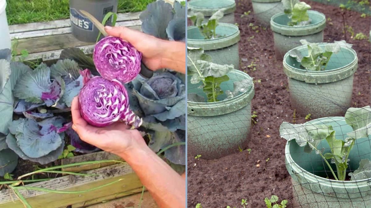 From Seed to Harvest: A Complete Guide to Growing Vibrant Red Cabbage ...