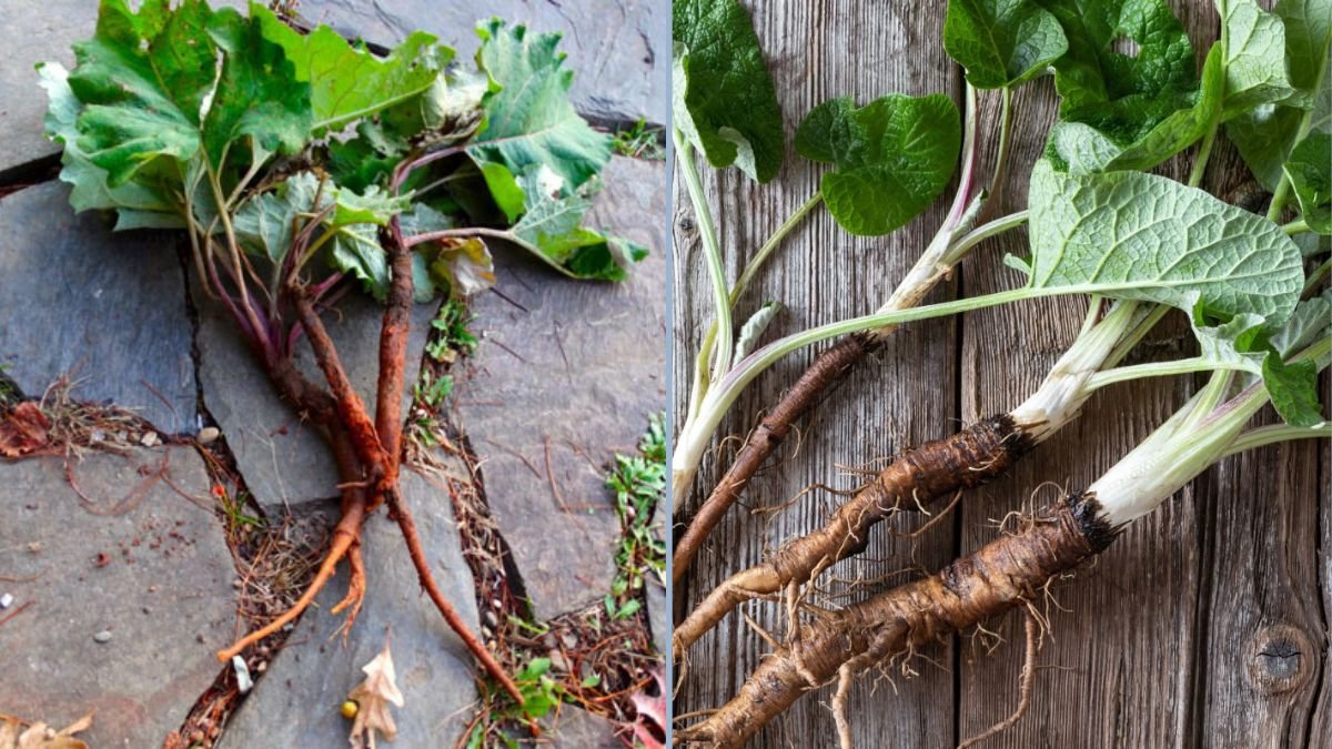 Digging Deep: How to Harvest and Enjoy Burdock Root in May - Mahesh ...