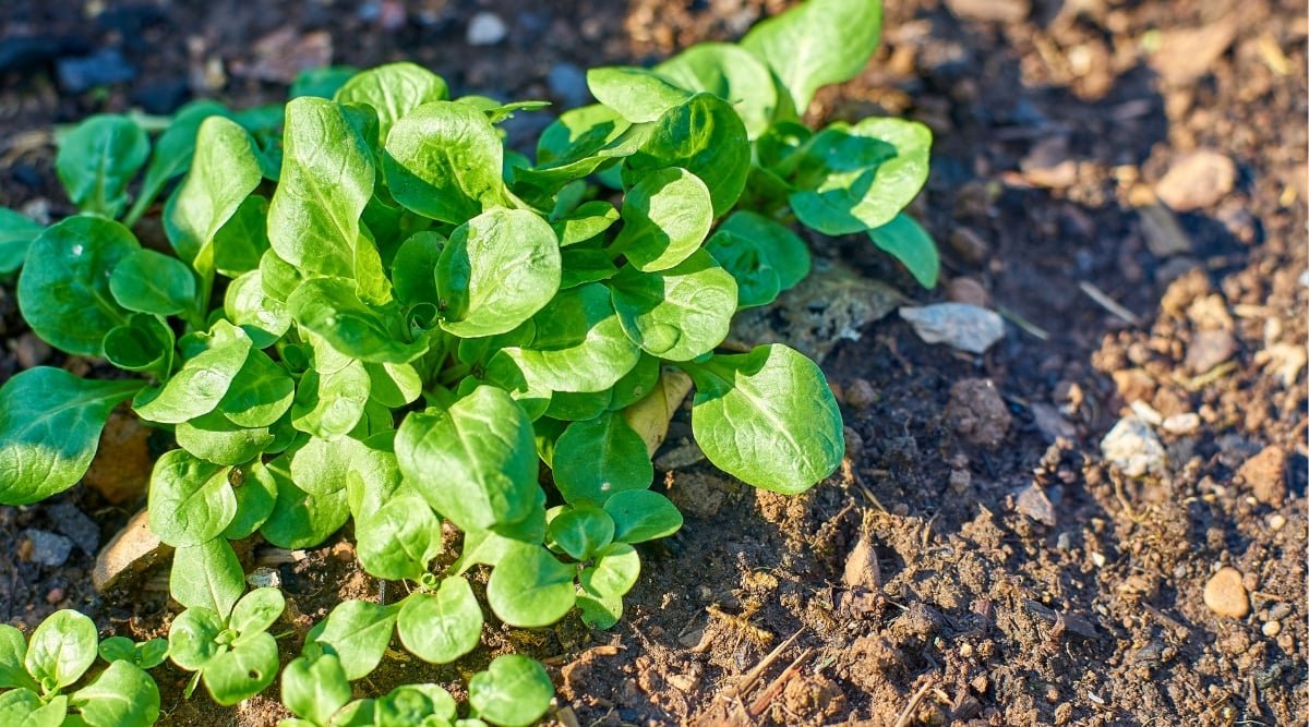 How to Harvest Lamb’s Lettuce (Corn Salad / Mâche) for Fresh ...