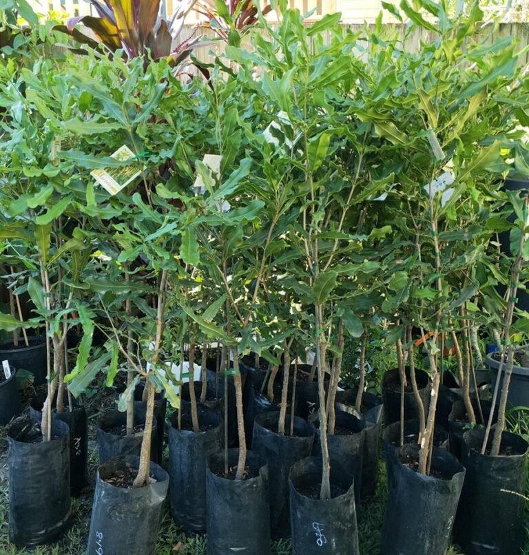 Growing Macadamia Nuts at Home: The Easy Guide to a Nutty Harvest ...