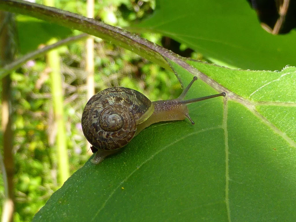 How to Keep Slugs Away From Leafy Greens - Mahesh Lunch Home