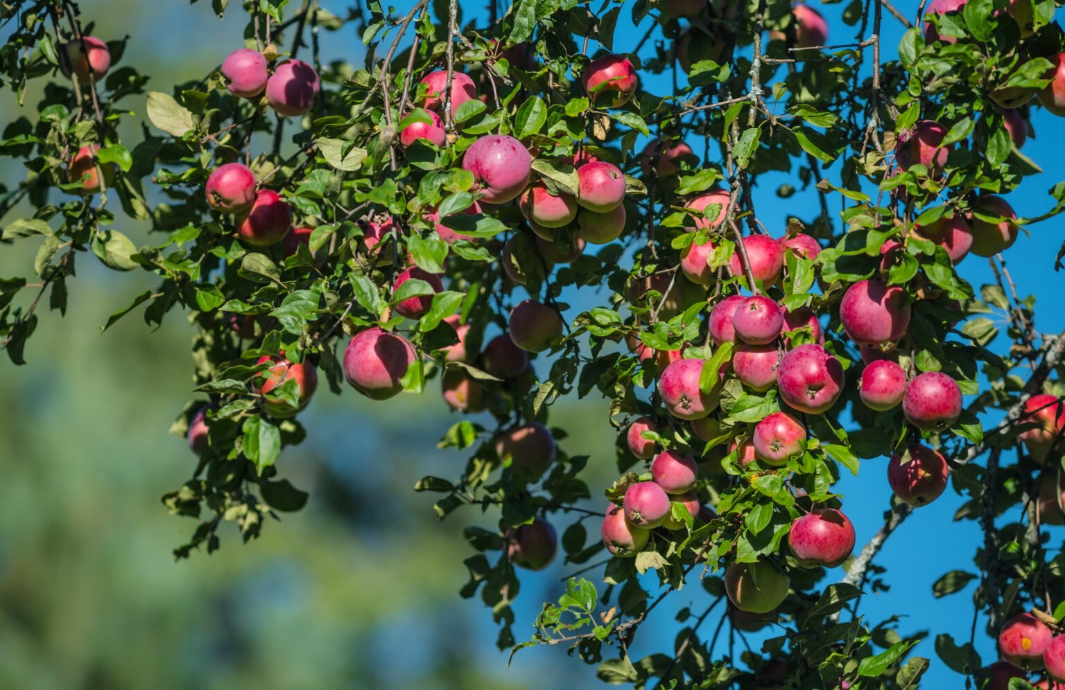 How Come My Honeycrisp Apple Tree Is Producing Apples with Only One ...