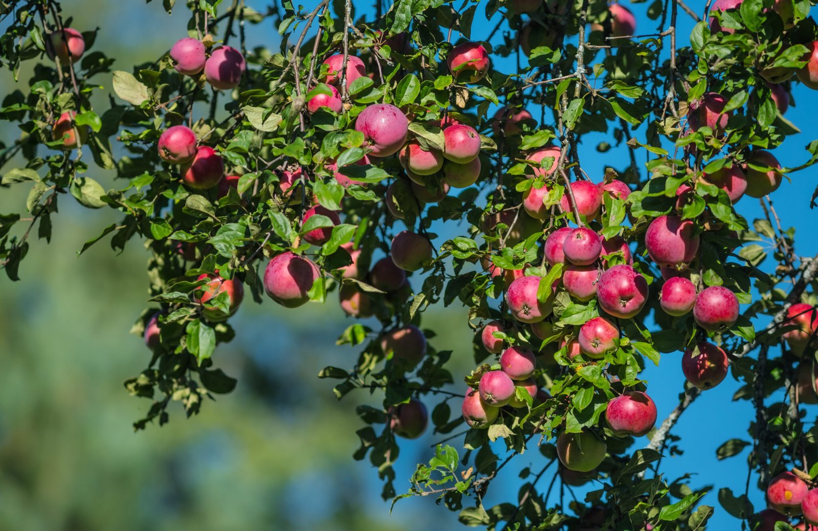 How Come My Honeycrisp Apple Tree Is Producing Apples with Only One ...