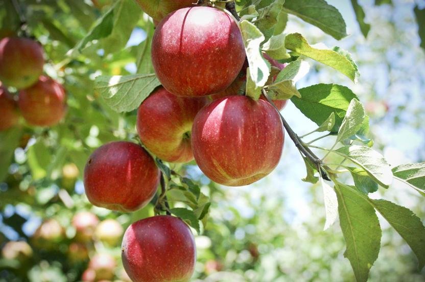 How to Plant a Red Delicious Apple Tree: A Complete Guide to Growing ...