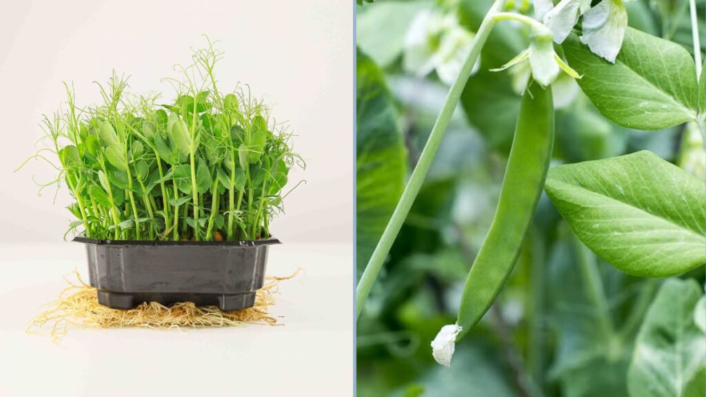 Pea Tendrils: How to Grow, Harvest, and Enjoy These Delicious Garden ...