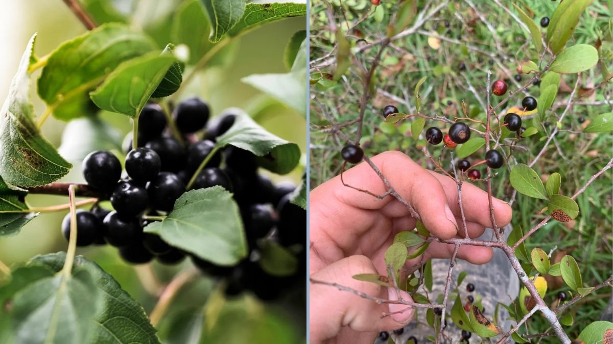 Why Huckleberry Shrubs Thrive in Montana: Unpacking the Secrets of ...