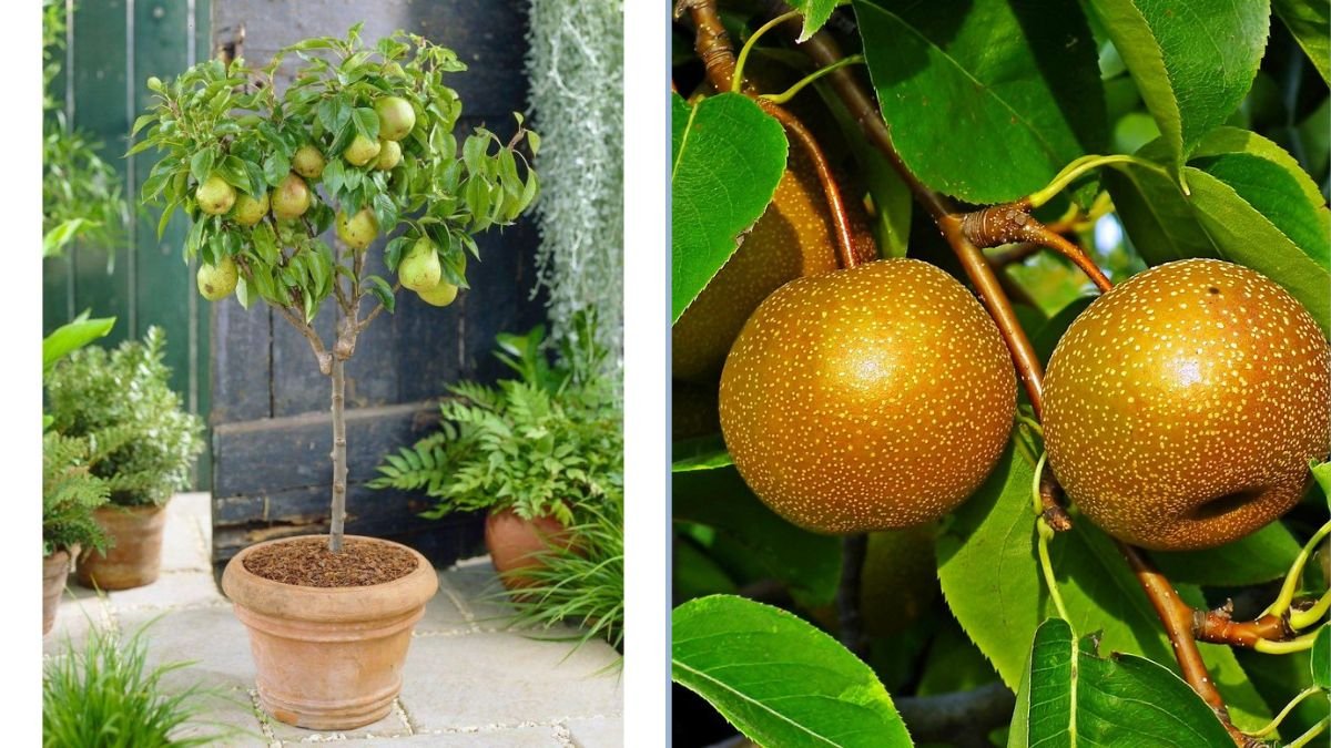 Asian Pears: The Ultimate Rare Fruit You Must Try Growing - Mahesh ...