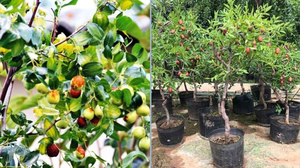 How to Grow a Jujube Tree from Seeds: The Simple, Fast Way to Success ...