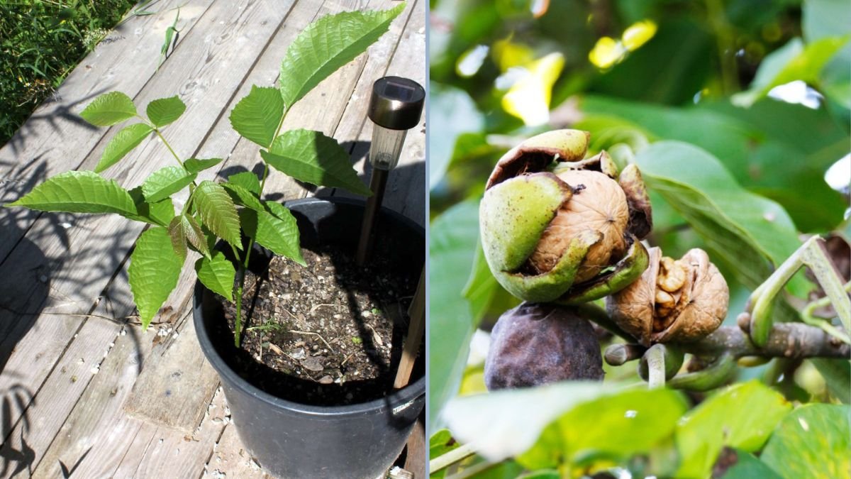 How to Grow a Walnut Tree from Seed: A Complete Home Propagation Guide ...