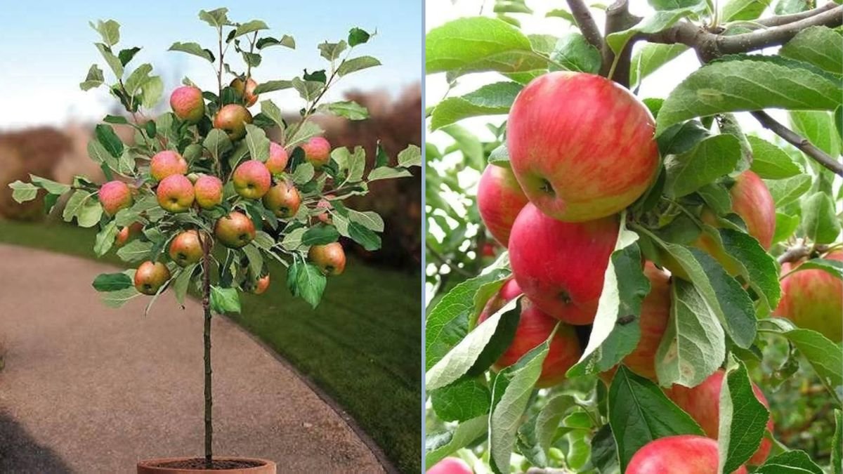 Will Our Gala Apple Tree Fruit This Year? Understanding the Life Cycle ...