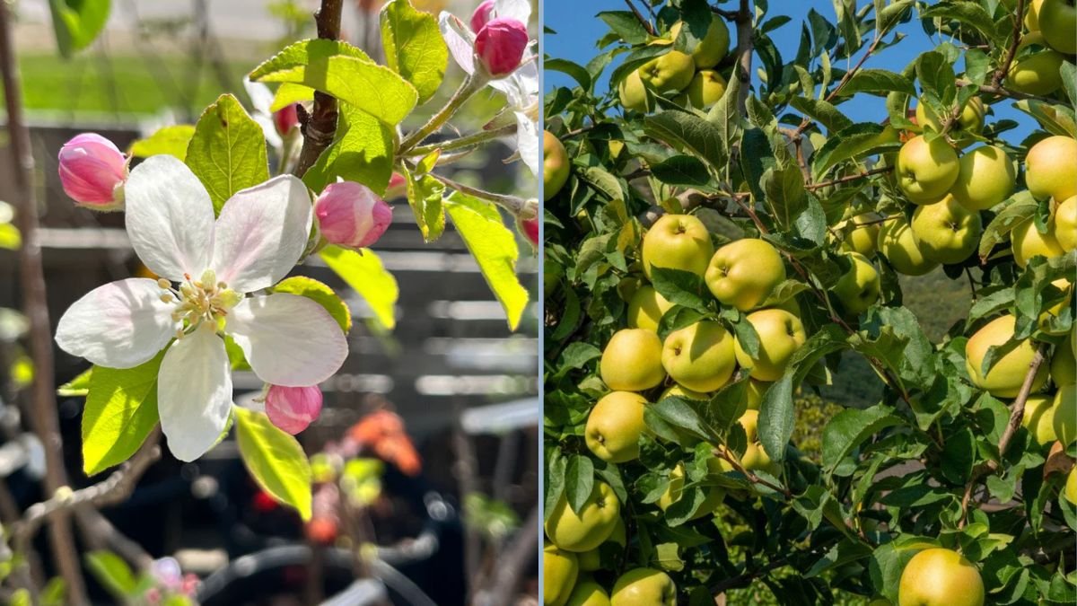 Golden Delicious Apples Blooming Beautifully: A Complete Guide to ...