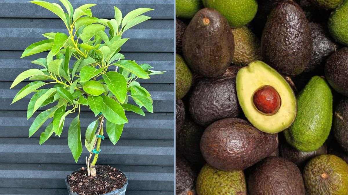 The Ultimate Quick-Care Guide to Growing Hass Avocados at Home - Mahesh ...