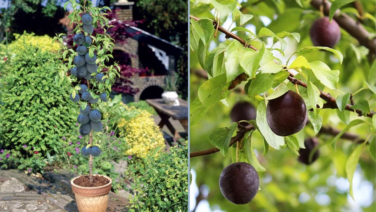Black Amber Plum: The King of Plums – A Juicy, Long-Life Variety Every ...