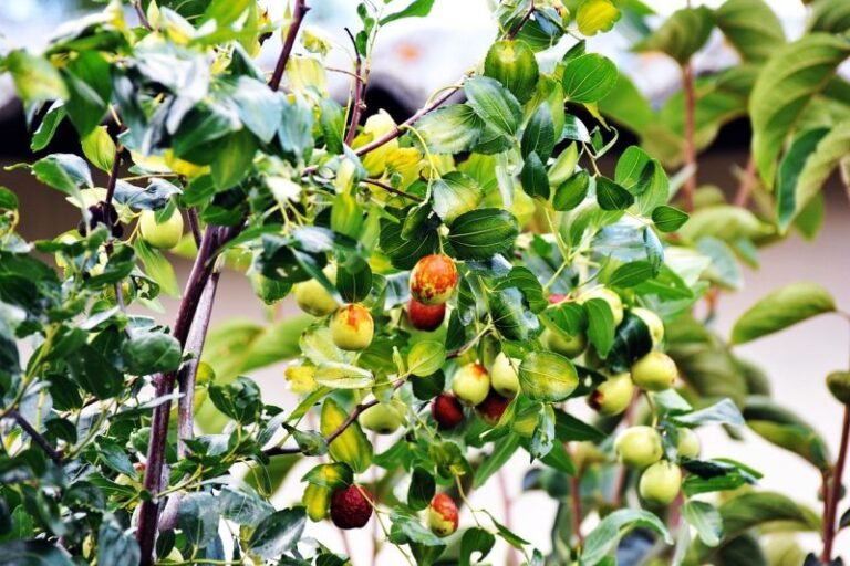 How to Grow a Jujube Tree from Seeds: The Simple, Fast Way to Success ...