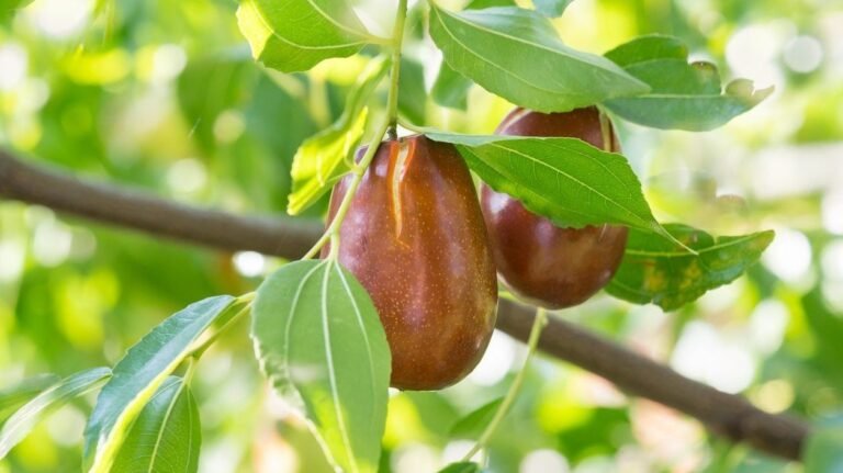 How to Grow a Jujube Tree from Seeds: The Simple, Fast Way to Success ...