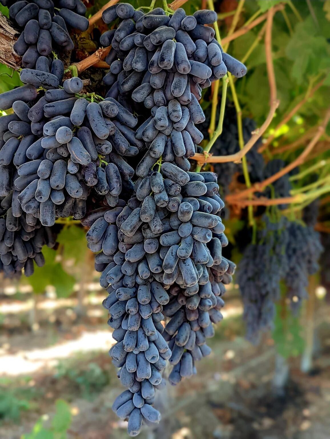 Tasting and Reviewing Moon Drop Grapes from Grapery: The Unbelievably ...