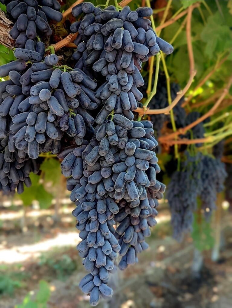 Tasting and Reviewing Moon Drop Grapes from Grapery: The Unbelievably ...
