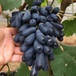 Tasting and Reviewing Moon Drop Grapes from Grapery: The Unbelievably ...
